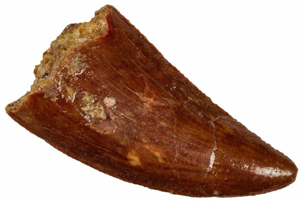 .71" Raptor Tooth - Real Dinosaur Tooth (#297559) For Sale - FossilEra.com