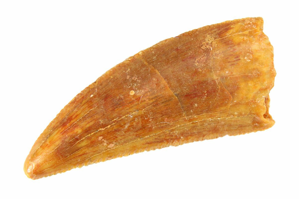 Serrated, .74" Raptor Tooth - Real Dinosaur Tooth (#295733) For Sale ...