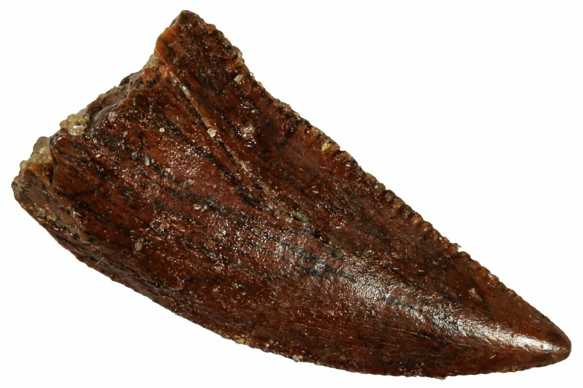 Serrated .81" Raptor Tooth - Real Dinosaur Tooth (#297568) For Sale ...