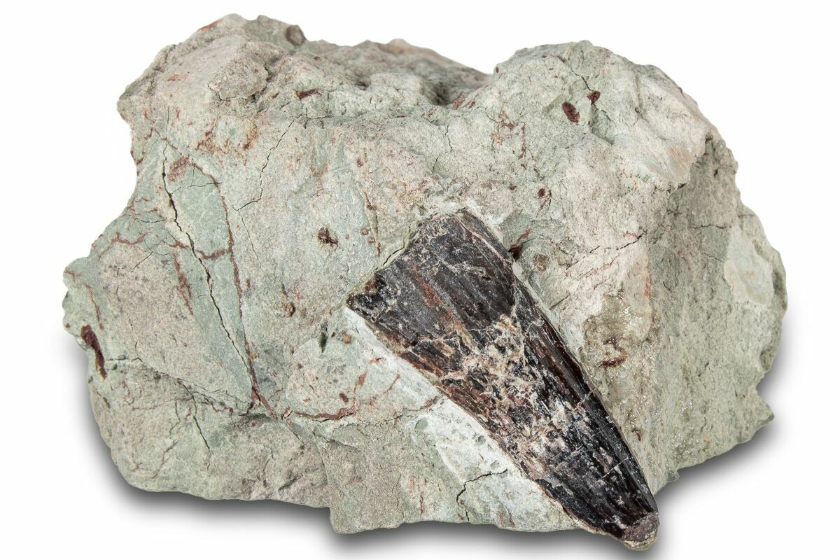 1.10" Baby Spinosaurus Tooth In Situ - Dekkar Formation, Morocco ...