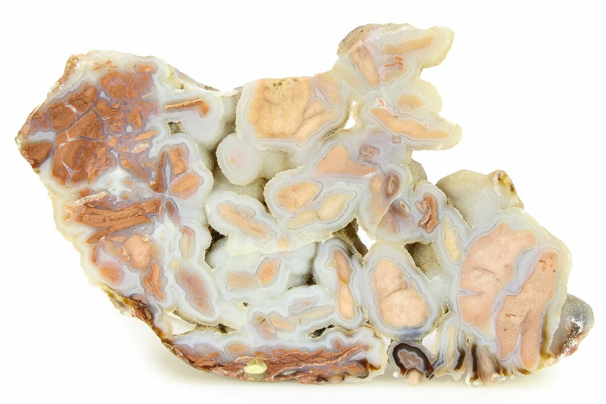 5.7" Polished Wyoming Youngite Agate/Jasper Section - Fluorescent ...