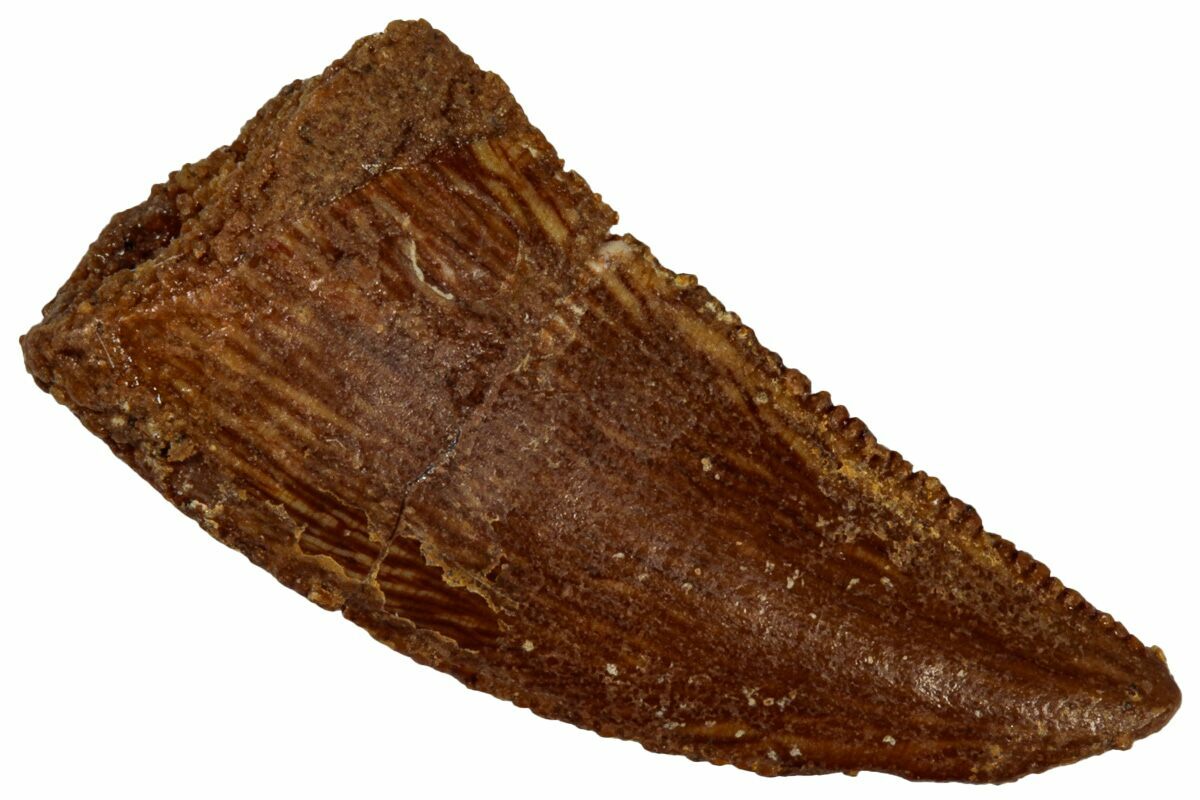 Serrated, .85" Raptor Tooth - Real Dinosaur Tooth (#296165) For Sale ...