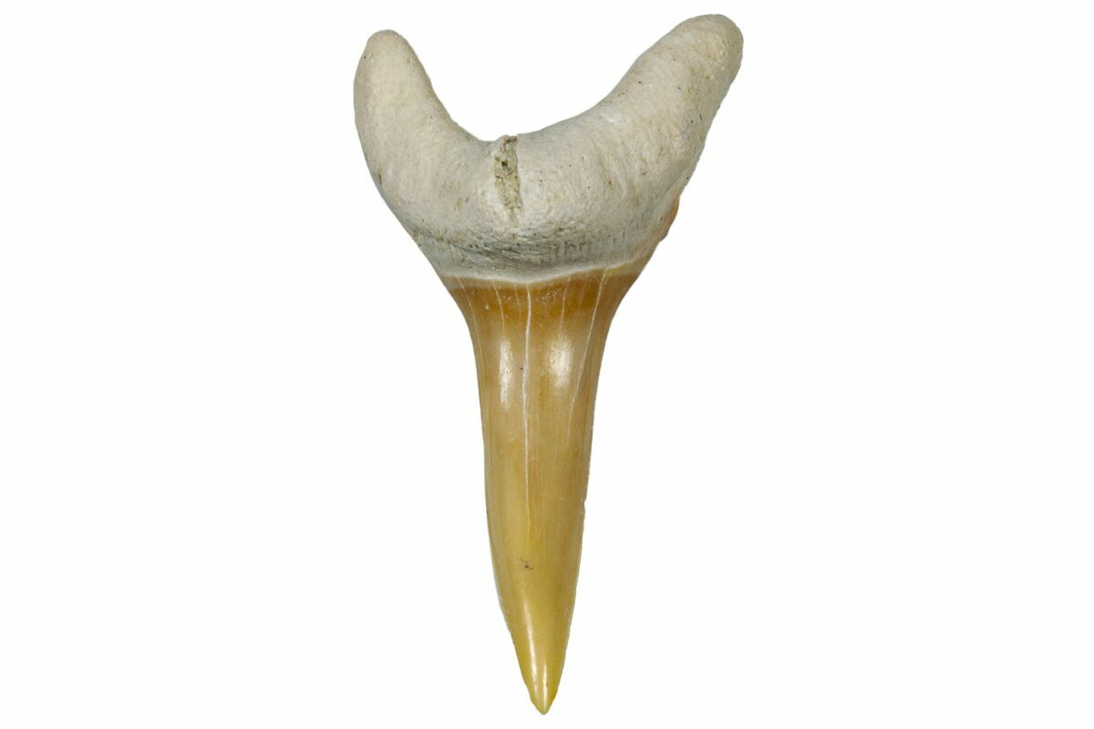 .90" Sand Tiger Shark (Carcharias) Tooth - Bone Valley, Florida ...