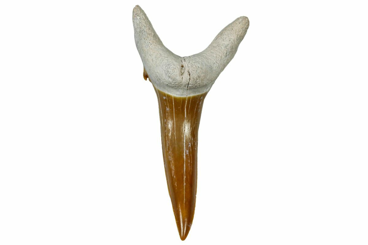 1.30" Sand Tiger Shark (Carcharias) Tooth - Bone Valley, Florida ...