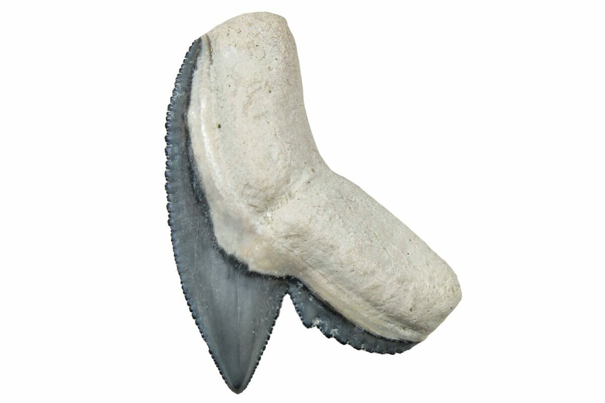 .95" Fossil Tiger Shark (Galeocerdo) Tooth - Bone Valley, Florida ...