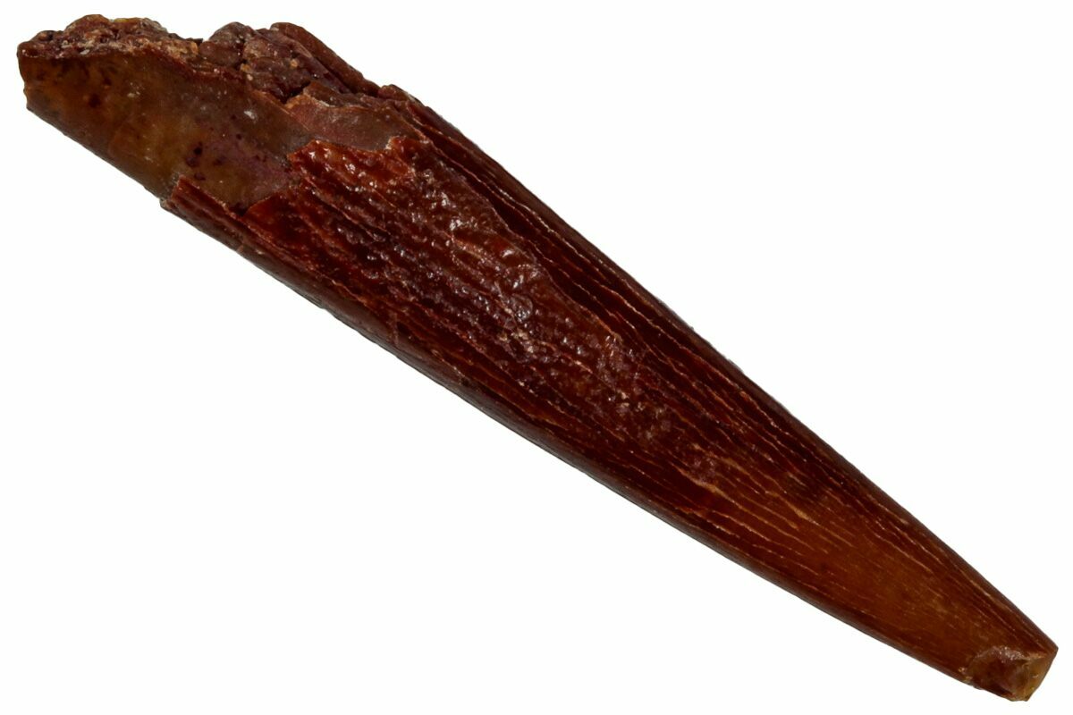 .99" Fossil Pterosaur (Siroccopteryx) Tooth - Morocco (#299735) For ...