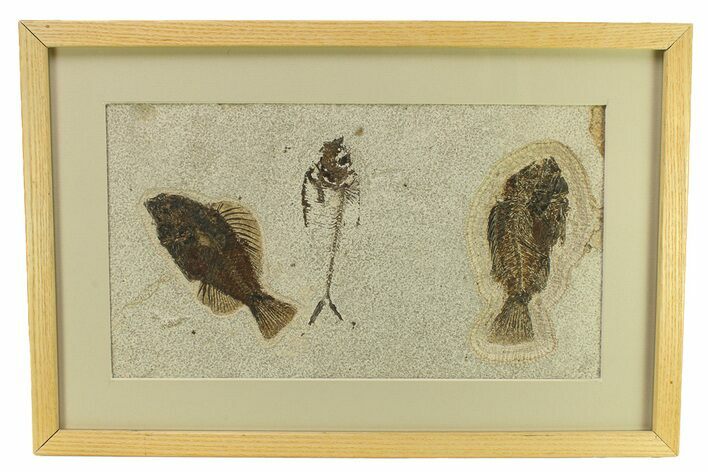 Framed Fossil Fish (Cockerellites & Diplomystus) - Wyoming (#299855 ...