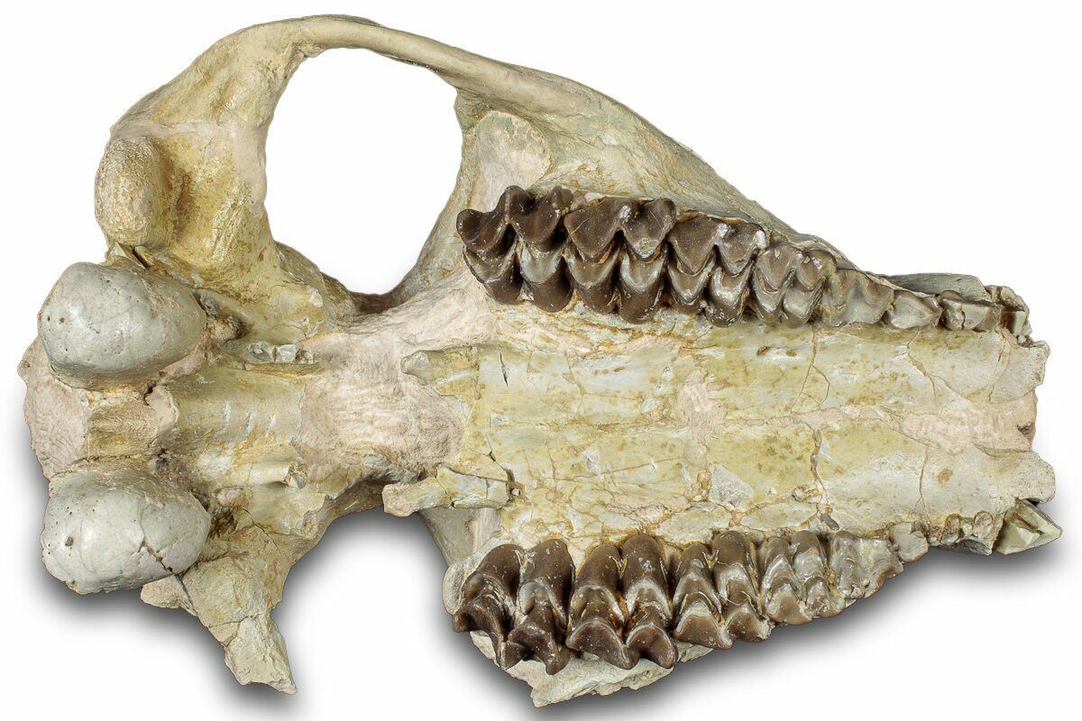 7.1" Partial Oreodont (Merycoidodon) Upper Skull - South Dakota ...
