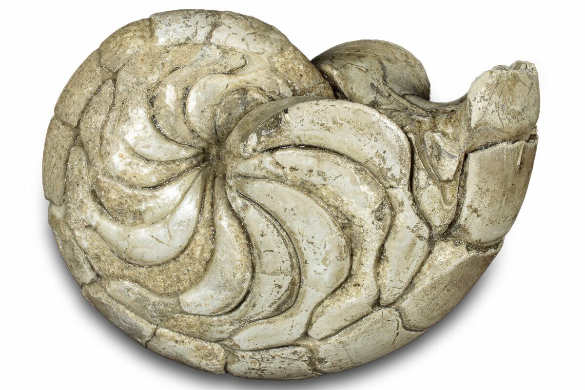 4.2" Fossil Nautilus (Aturia) - Boujdour, Morocco (#300021) For Sale ...