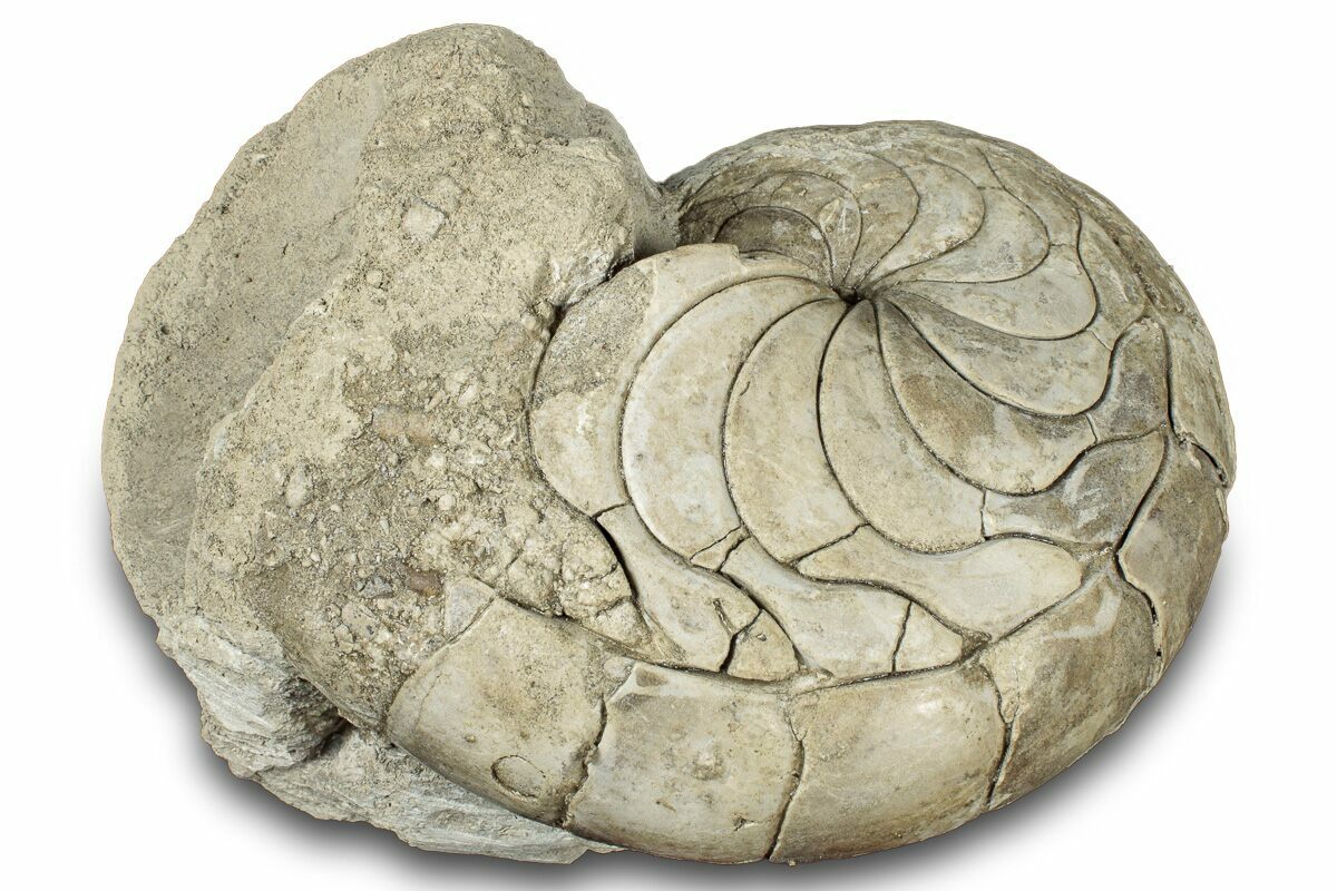 5.1" Fossil Nautilus (Aturia) - Boujdour, Morocco (#300024) For Sale ...