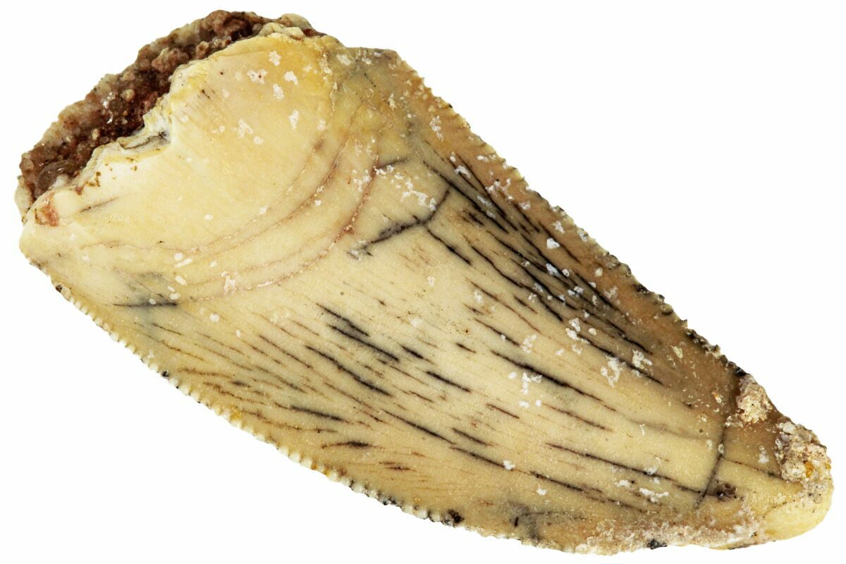 .81" Raptor Tooth - Real Dinosaur Tooth (#295820) For Sale - FossilEra.com