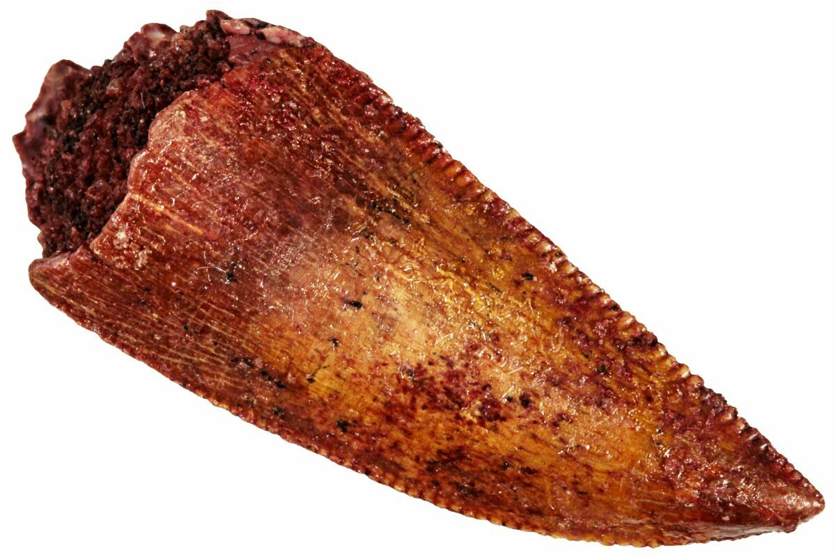 .98" Raptor Premaxillary Tooth - Real Dinosaur Tooth (#295825) For Sale ...