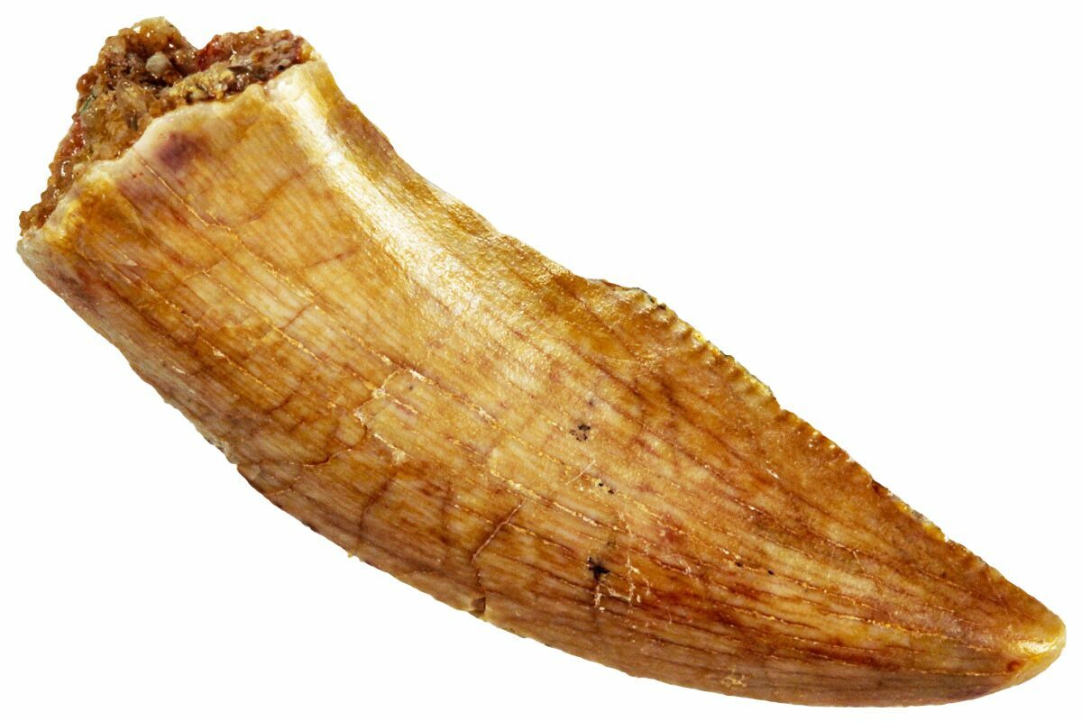 Serrated, .79" Raptor Tooth - Real Dinosaur Tooth (#296226) For Sale ...