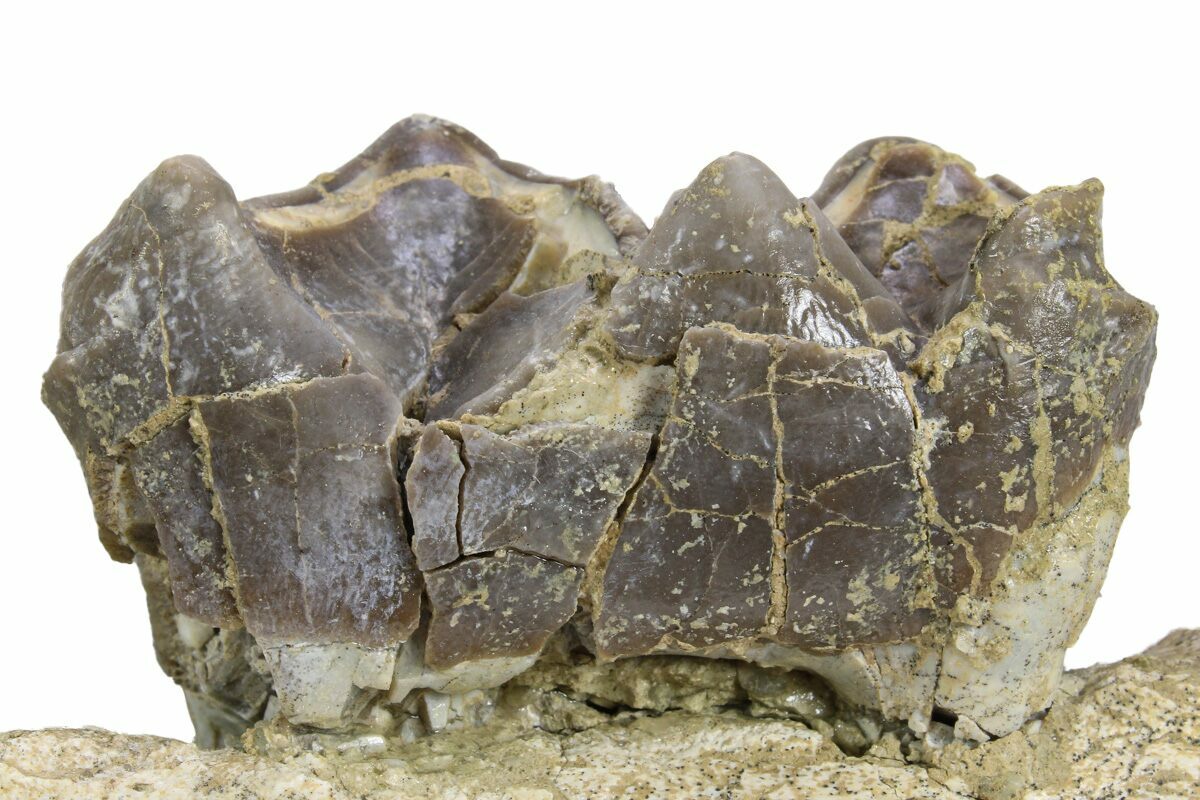 8.7" Fossil Titanothere (Megacerops) Jaw Section - South Dakota ...