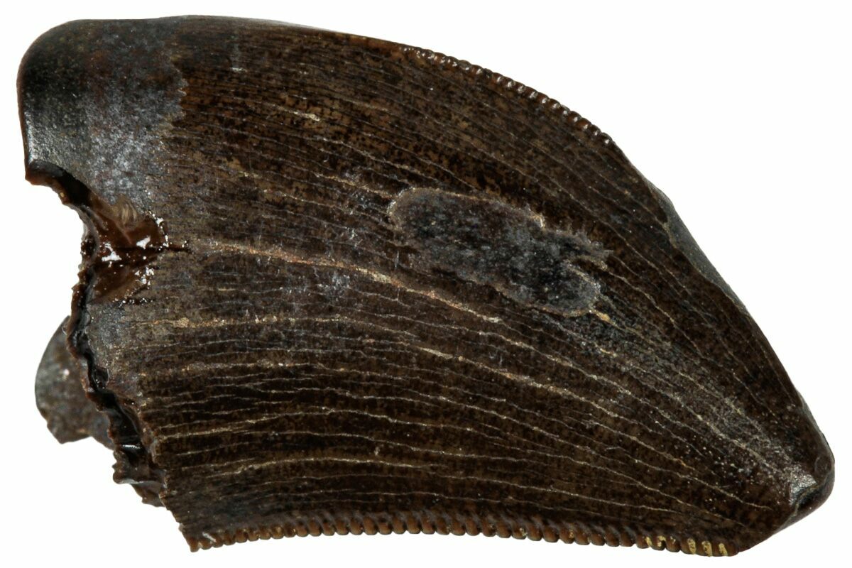 .67" Serrated Juvenile Tyrannosaur Tooth - Judith River Formation ...