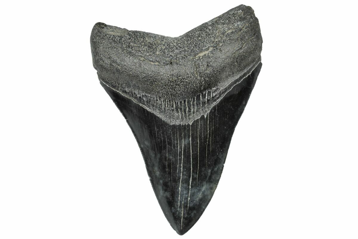 Serrated, 3.70" Fossil Megalodon Tooth - South Carolina (#300208) For ...
