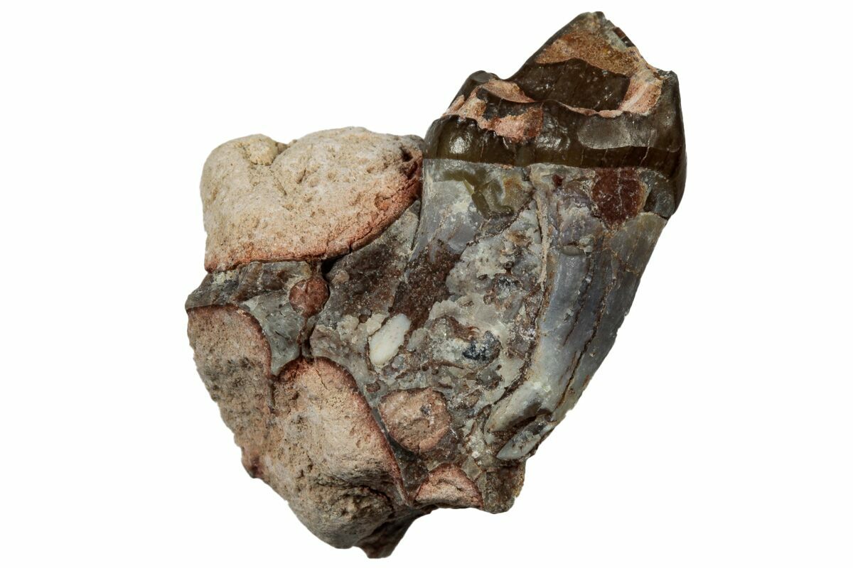 .9" Fossil Oreodont (Merycoidodon) Jaw Section - South Dakota (#300277 ...