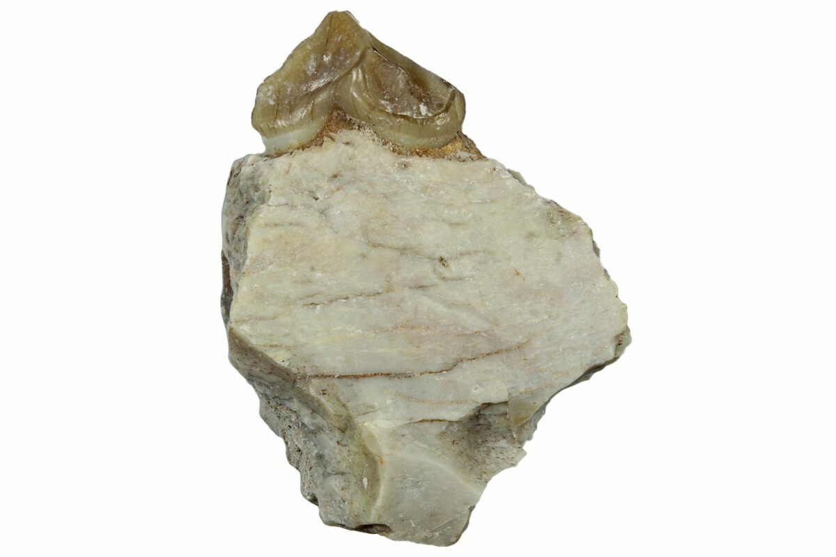 1.05" Fossil Oreodont Jaw Section - South Dakota (#300281) For Sale ...