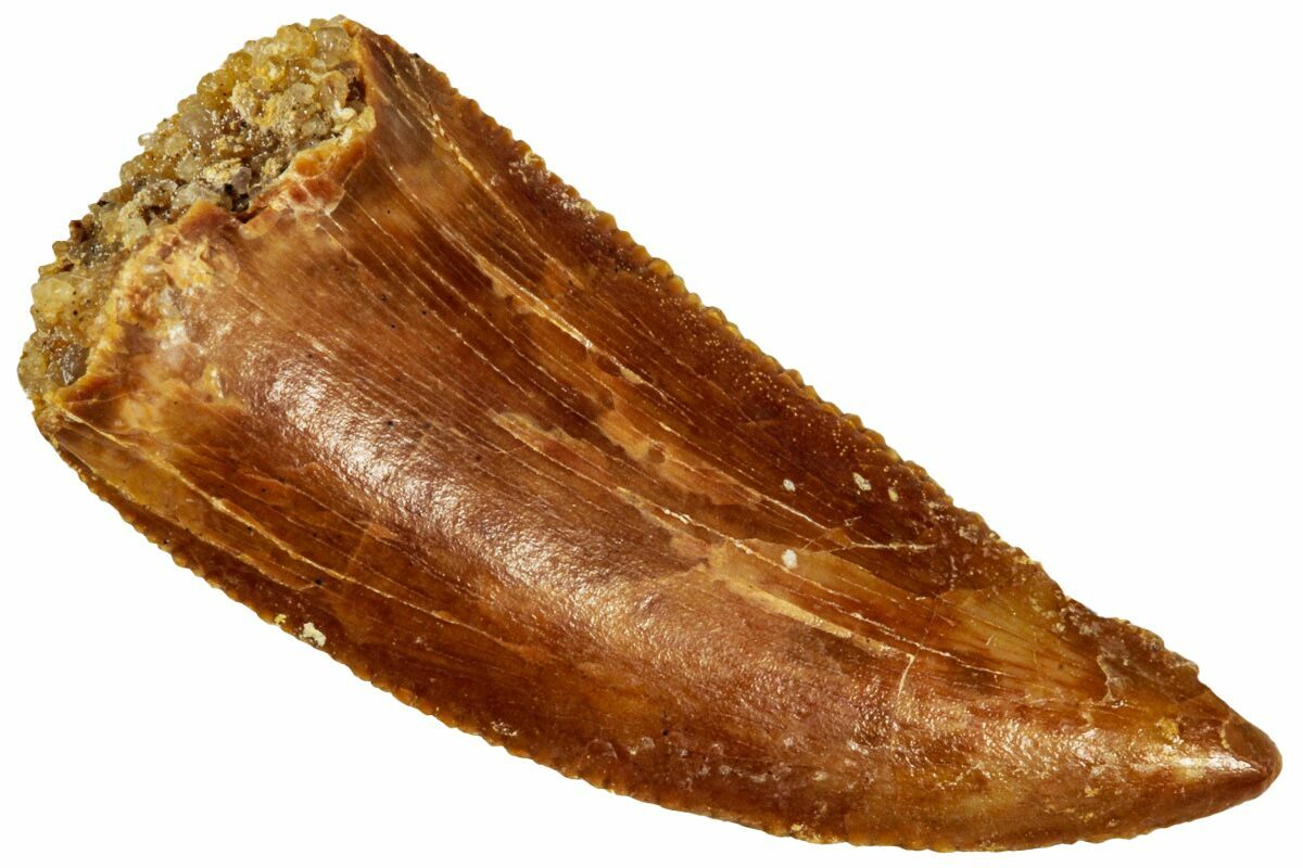 Serrated .80" Raptor Tooth - Real Dinosaur Tooth (#299676) For Sale ...