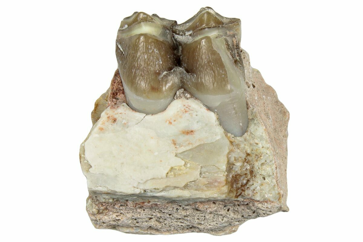 .85" Fossil Oreodont (Merycoidodon) Jaw Section - South Dakota (#300307 ...