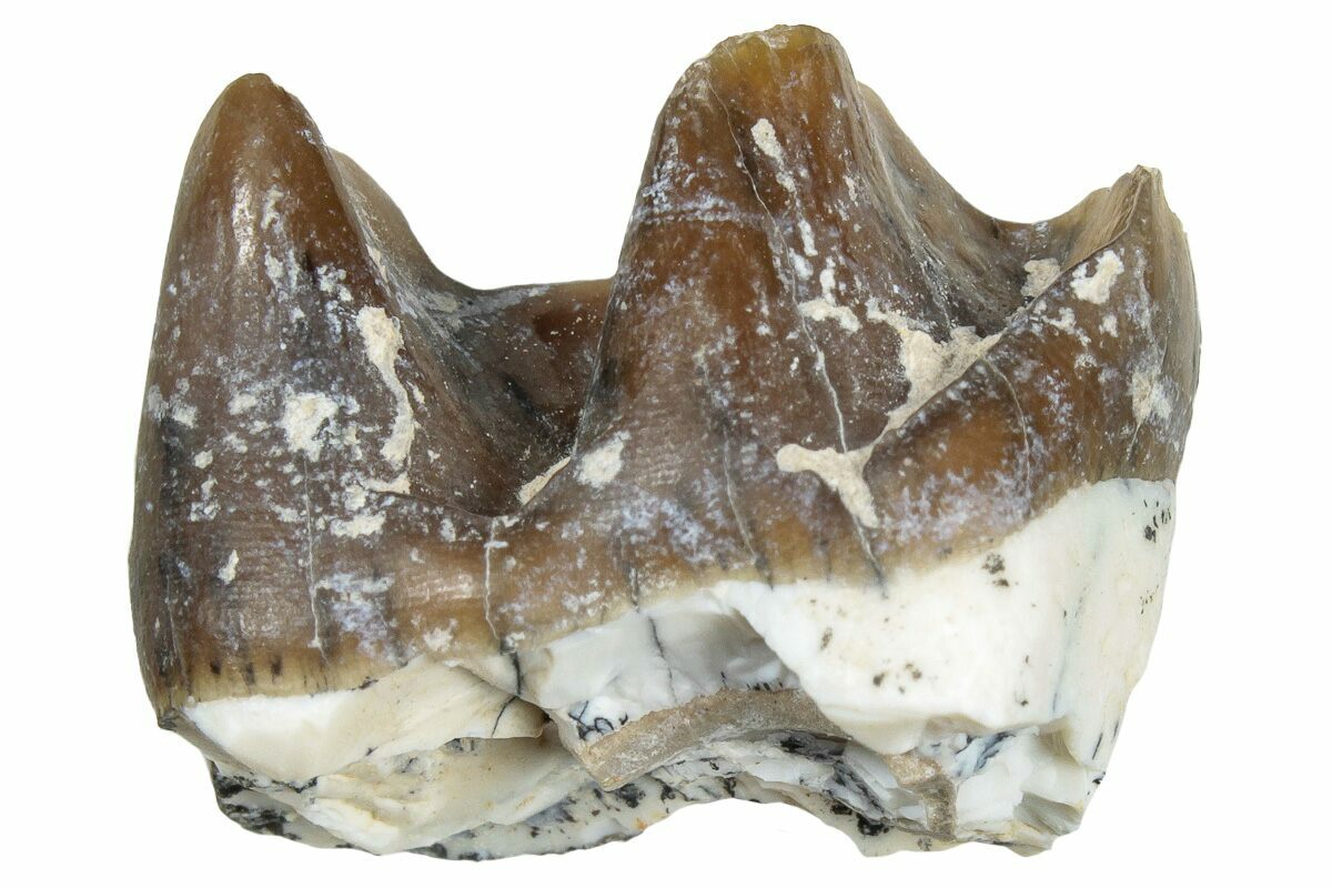 .8" Fossil Running Rhino (Hyracodon) Tooth - South Dakota (#300382) For ...