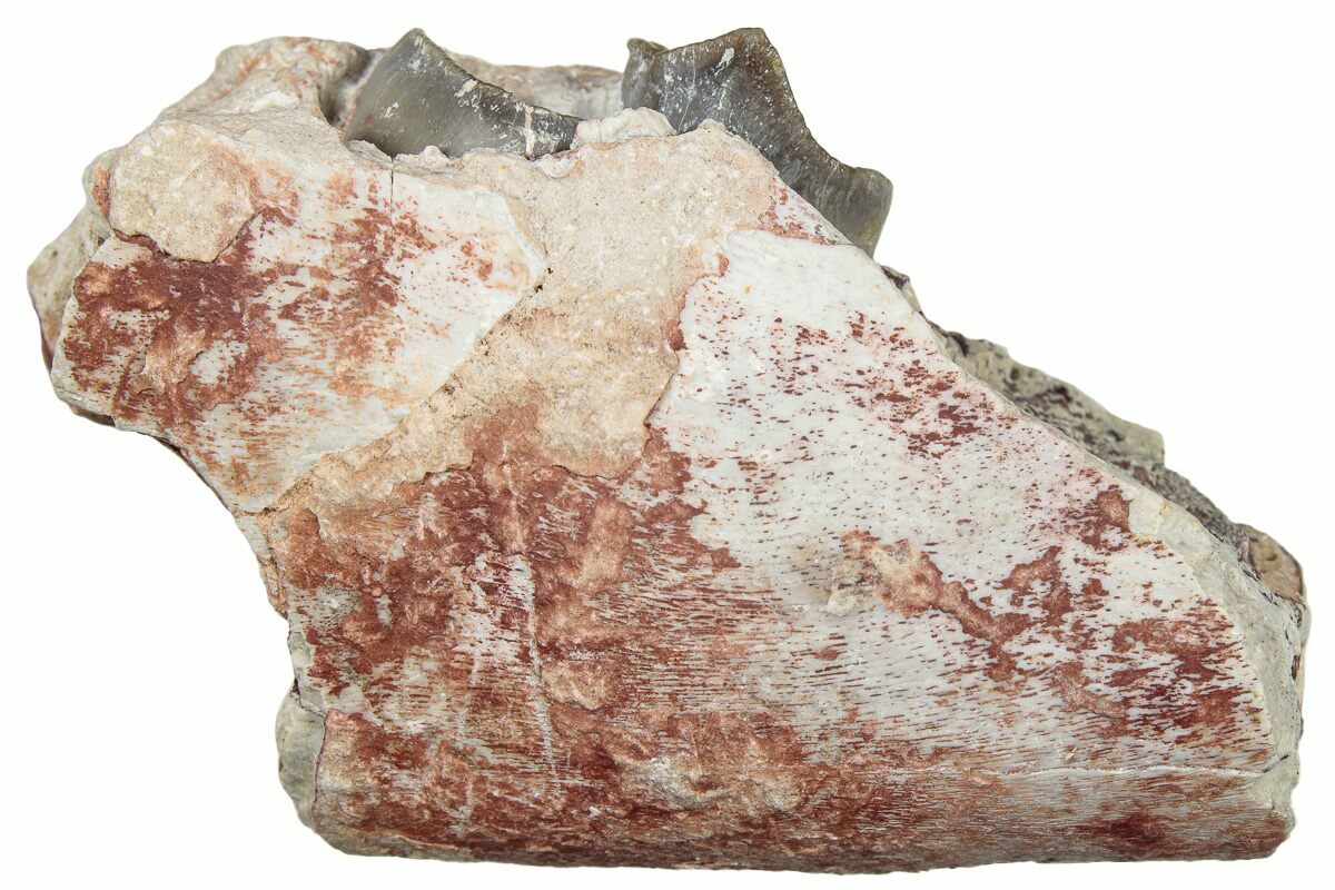 2.1" Fossil Running Rhino (Hyracodon) Jaw Section - South Dakota ...