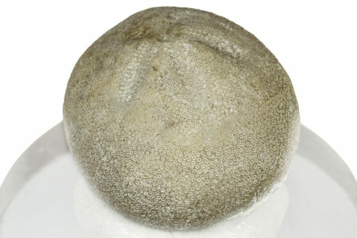 .6" Cretaceous Echinoderm (Nucleopygus) Fossil - Texas (#300638) For ...