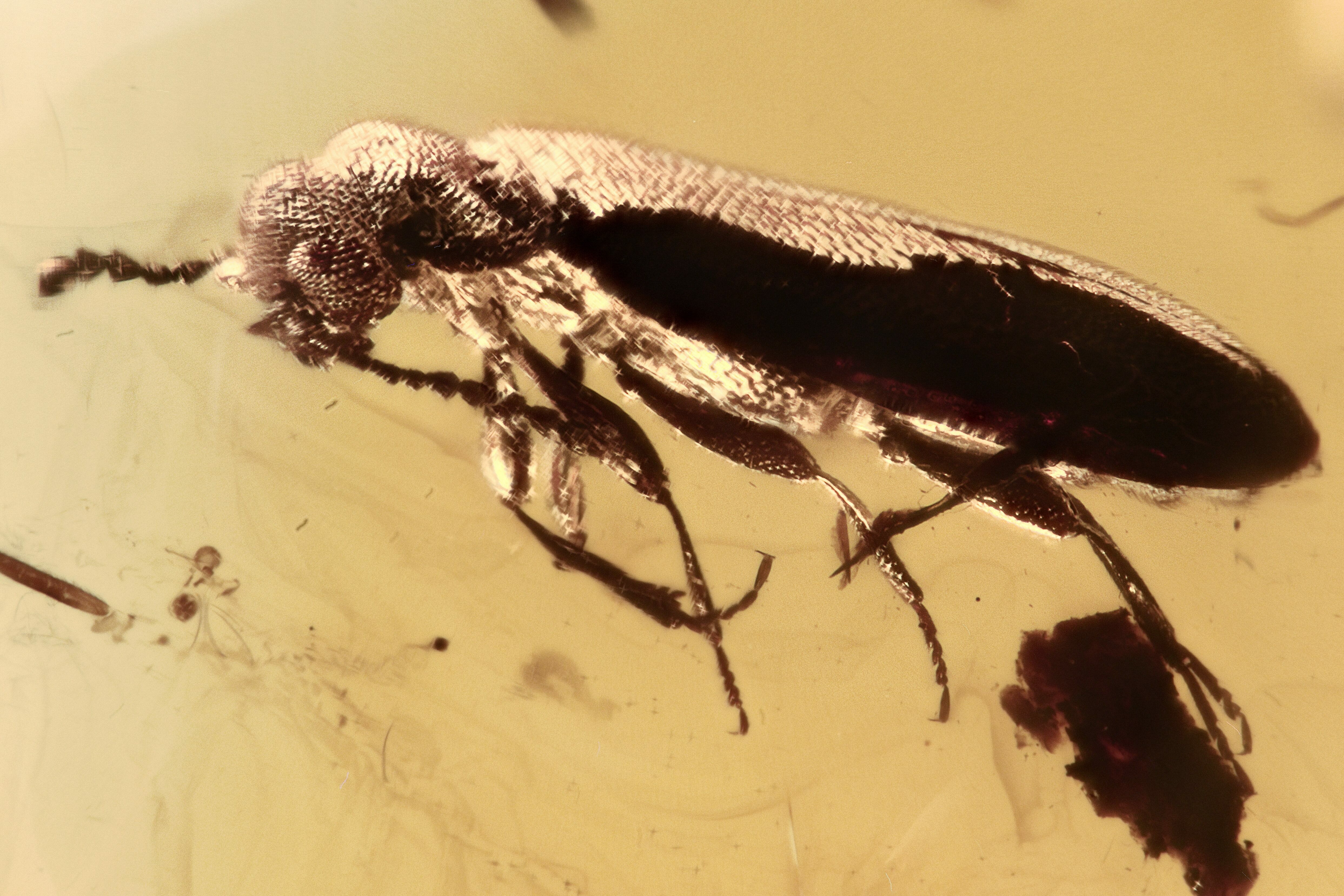 Fossil Ant-Like Leaf Beetle (Aderidae) in Baltic Amber (#300672) For ...