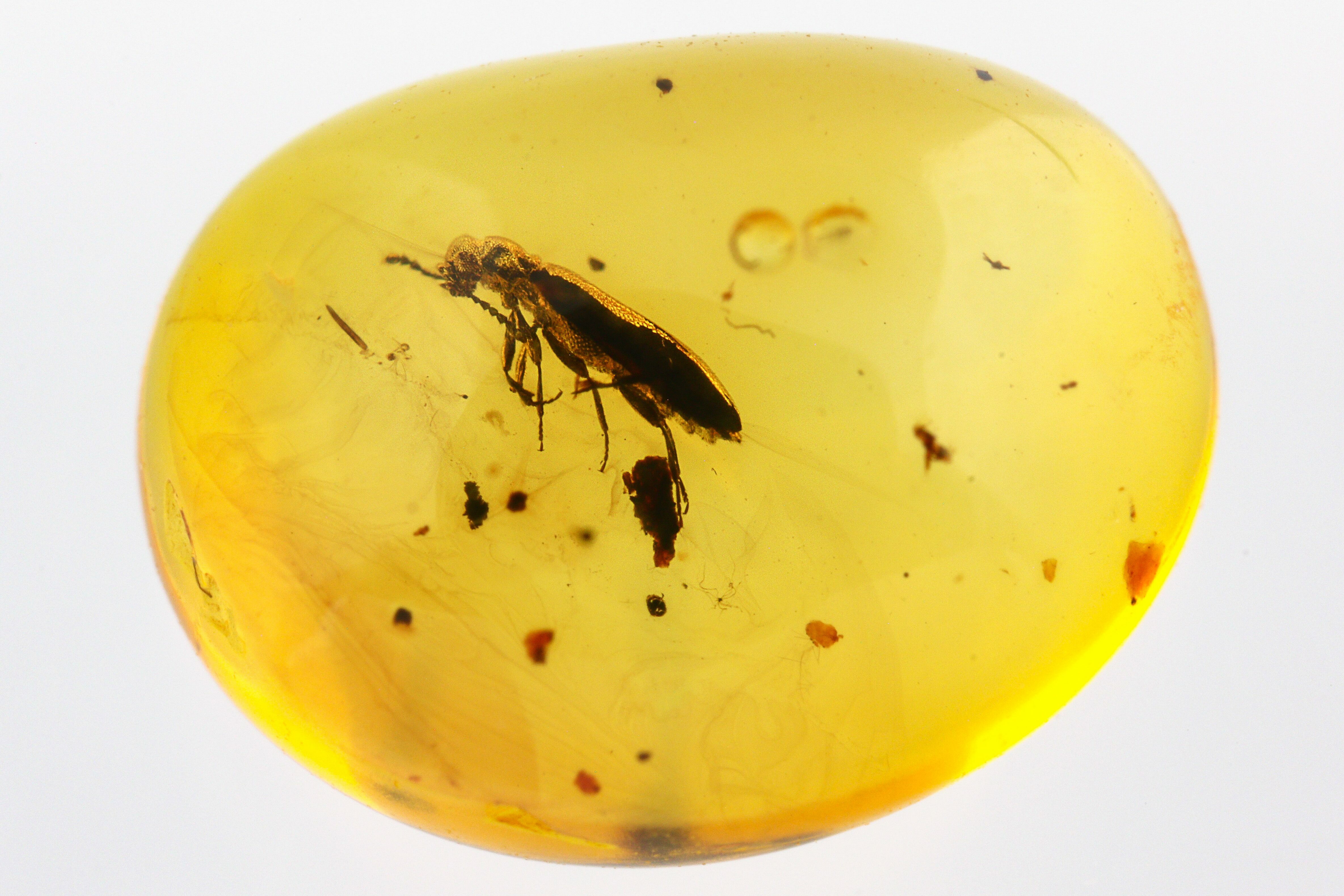 Fossil Ant-Like Leaf Beetle (Aderidae) in Baltic Amber (#300672) For ...