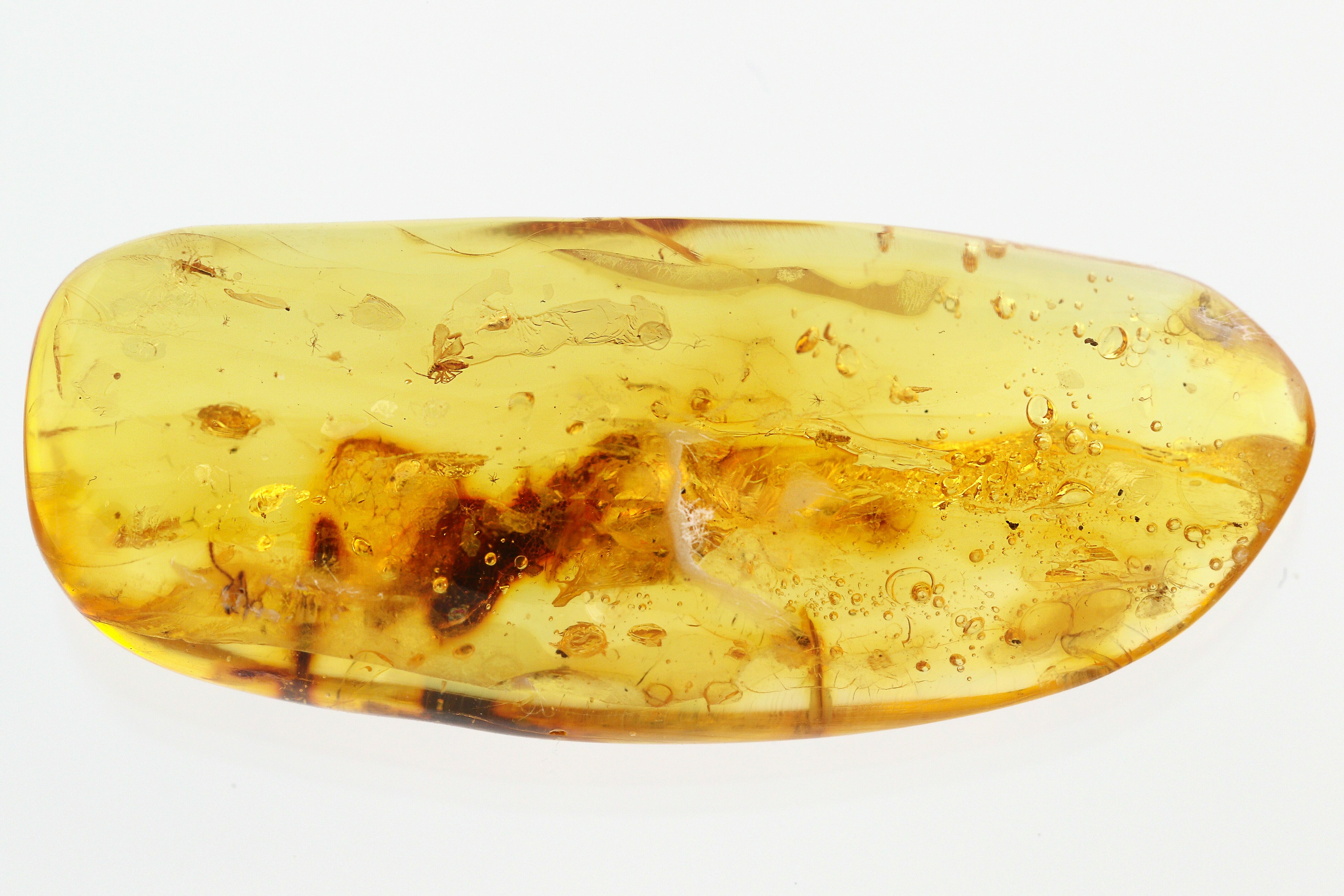 Fossil True Bug (Heteroptera) In Baltic Amber (#300679) For Sale ...