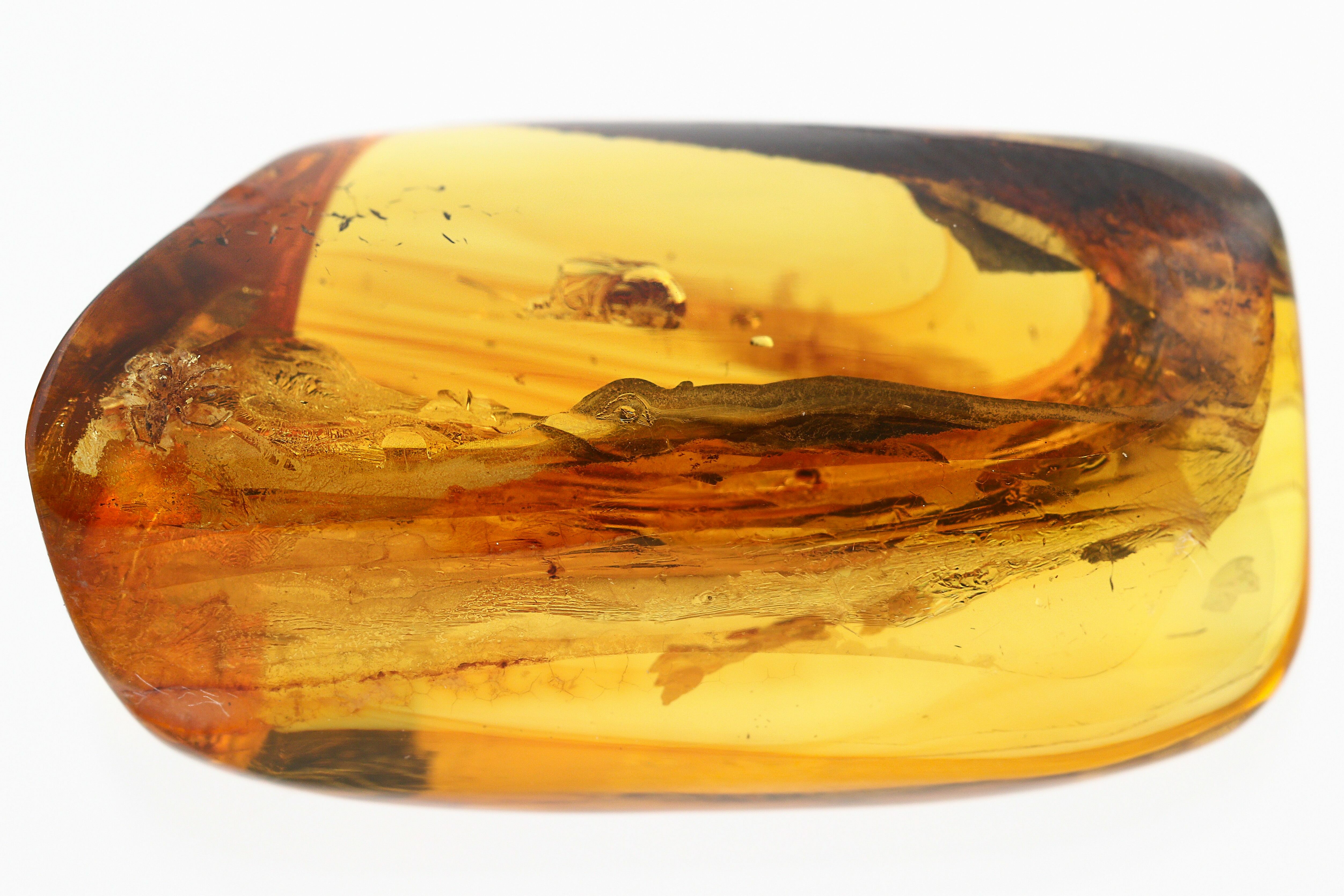 Fossil Jumping Spider (Salticidae) In Baltic Amber (#300686) For Sale ...