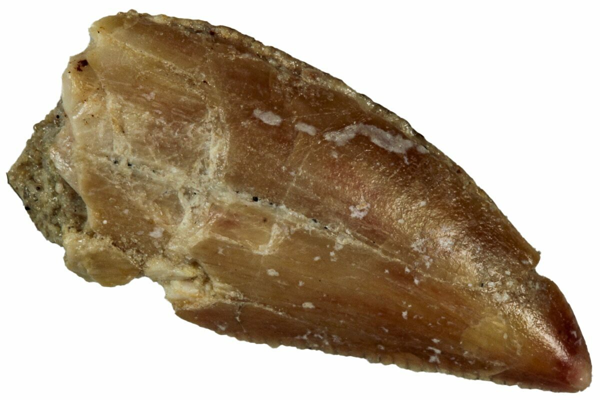 Serrated .59" Raptor Tooth - Real Dinosaur Tooth (#300868) For Sale ...