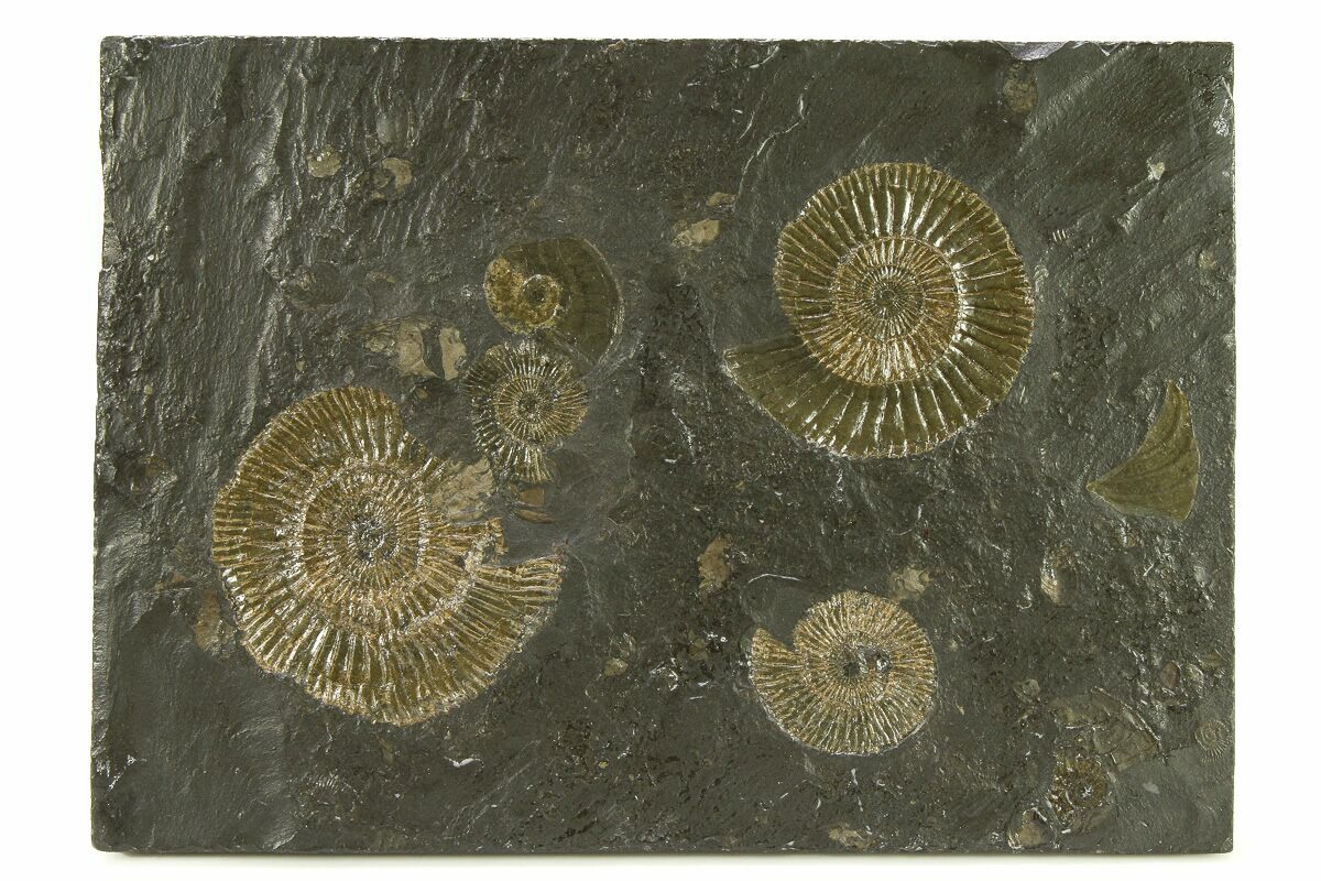 9" Fossil Ammonite Cluster - Posidonia Shale, Germany (#301417) For ...