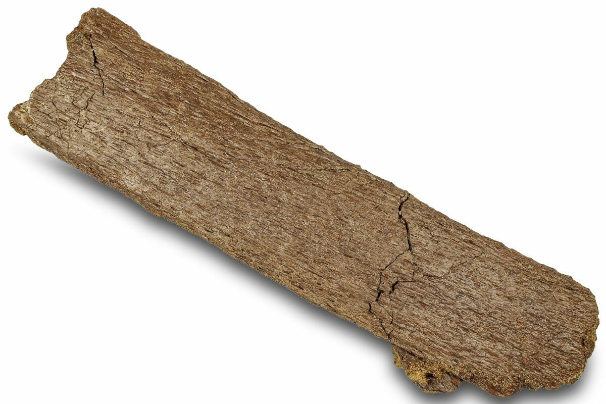 6.4" Hadrosaur (Edmontosaurus) Rib Bone - Wyoming (#301792) For Sale ...