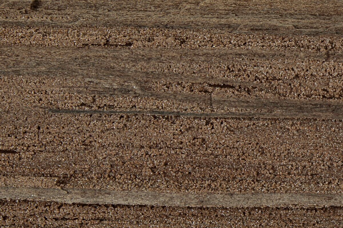 4.8" Permineralized Wood Covered In Sparkling Quartz - Germany (#302033 ...