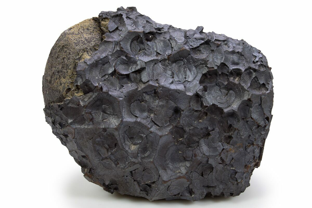 4.35" Dragon Scale Stone (Iron, Manganese, Siderite Nodule) (#302329 ...