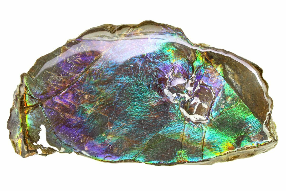 1.65" Iridescent Ammolite (Fossil Ammonite Shell) - Alberta, Canada ...