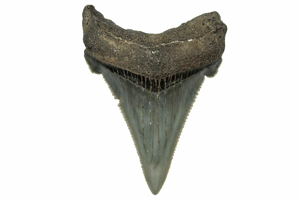 1.64" Serrated Angustidens Tooth - Megalodon Ancestor (#302061) For ...