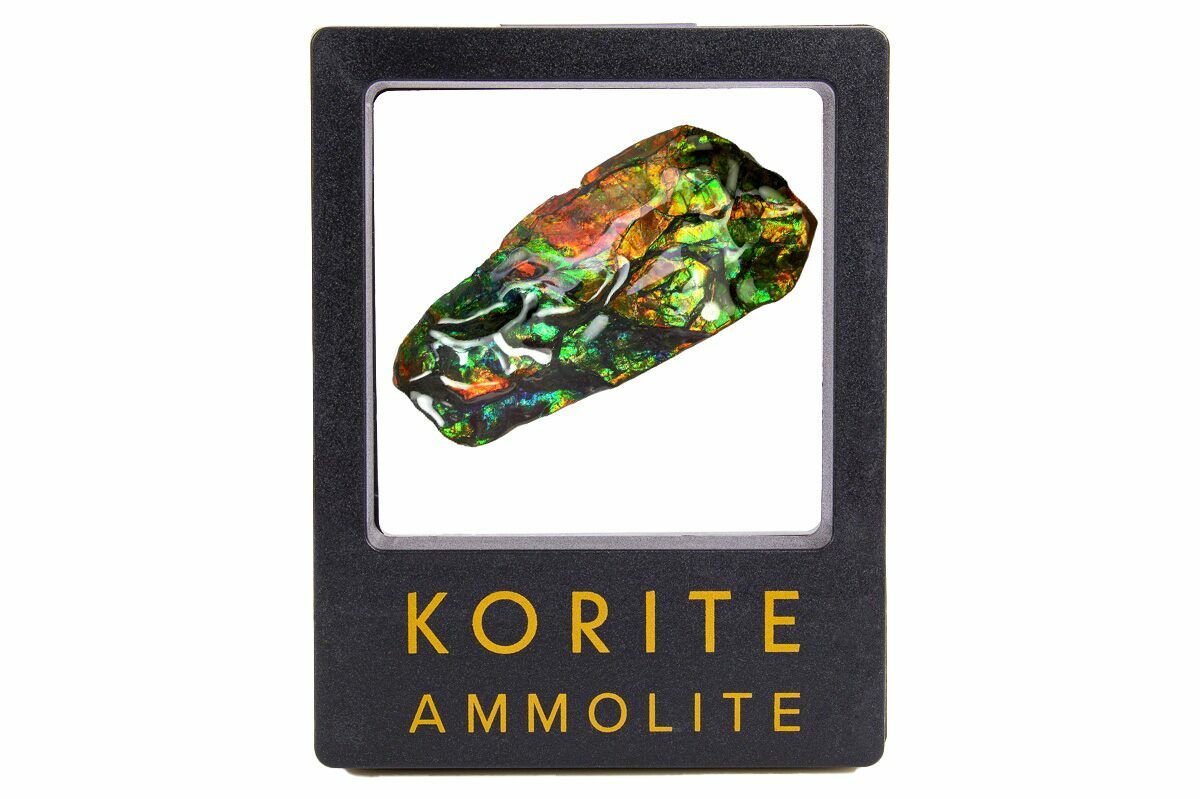 2" Iridescent Ammolite (Fossil Ammonite Shell) - Alberta, Canada ...