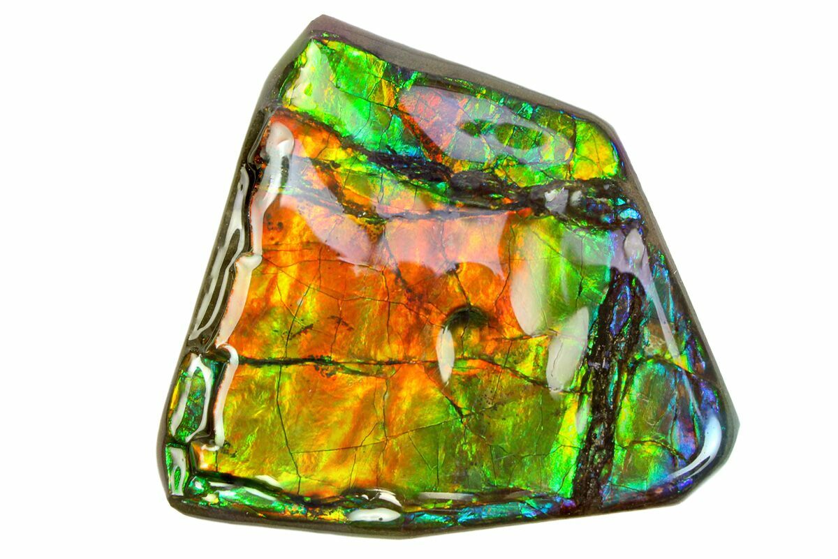 1.25" Iridescent Ammolite (Fossil Ammonite Shell) - Rainbow Colored ...