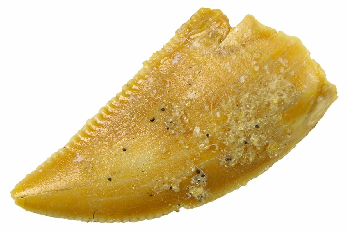 Serrated .51" Raptor Tooth - Real Dinosaur Tooth (#300845) For Sale ...