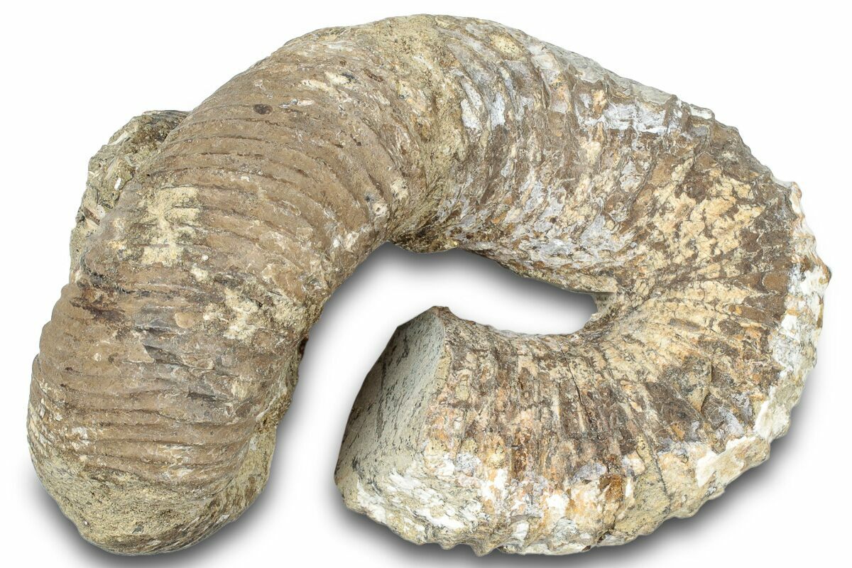 3.3" Fossil Heteromorph (Nostoceras) Ammonite - Madagascar (#302680 ...