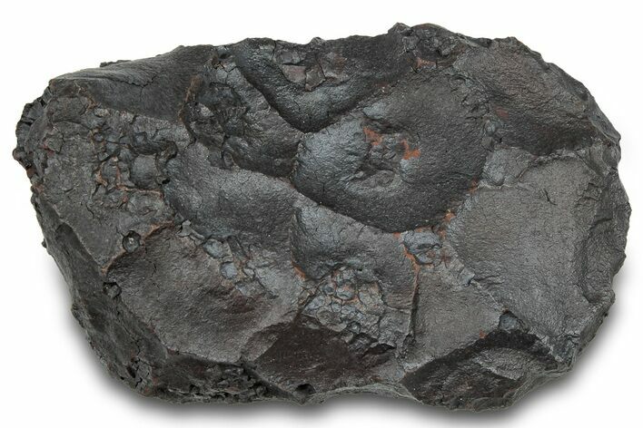 3.3" Dragon Scale Stone (Iron, Manganese, Siderite Nodule) (#302339 ...