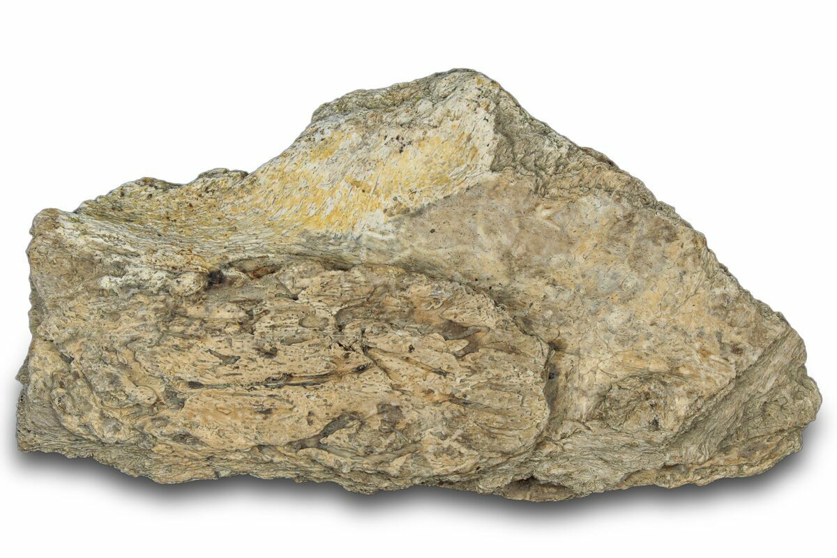 3" Dinosaur (Triceratops) Frill Shield Section - Montana (#303417) For ...