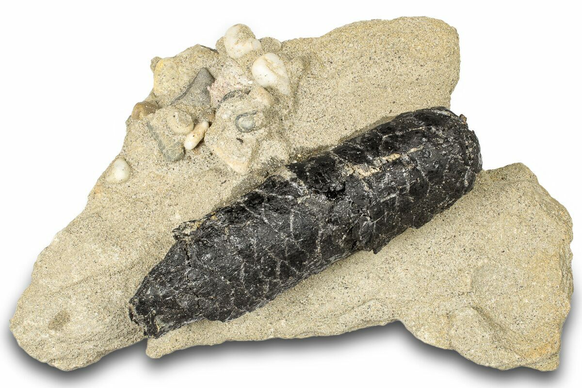 4.75" Pliocene Aged Fossil Spruce Cone in Sandstone - France (#303679 ...