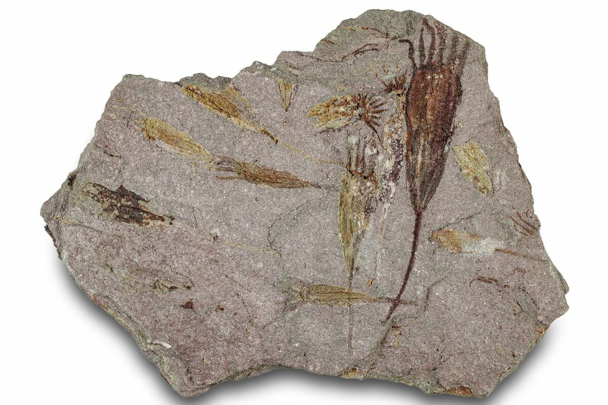 6" Eocrinoid (Ascocystites) Mortality Plate - Ordovician (#305120) For ...