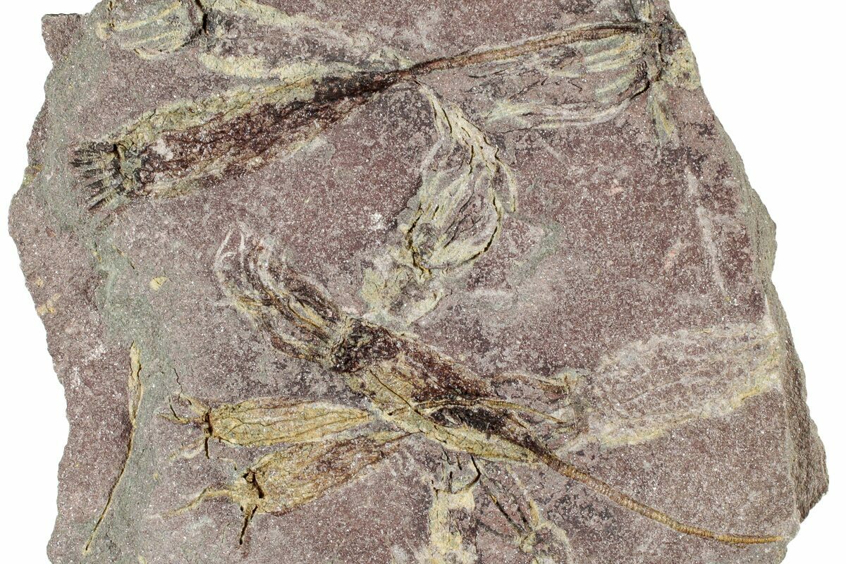 5.6" Eocrinoid (Ascocystites) Mortality Plate - Ordovician (#305122 ...
