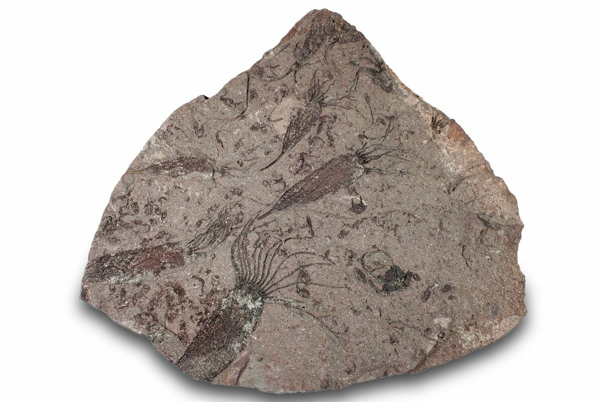 9.6" Ordovician Echinoderm Plate (Eocrinoids & Brittle Star) - Morocco ...
