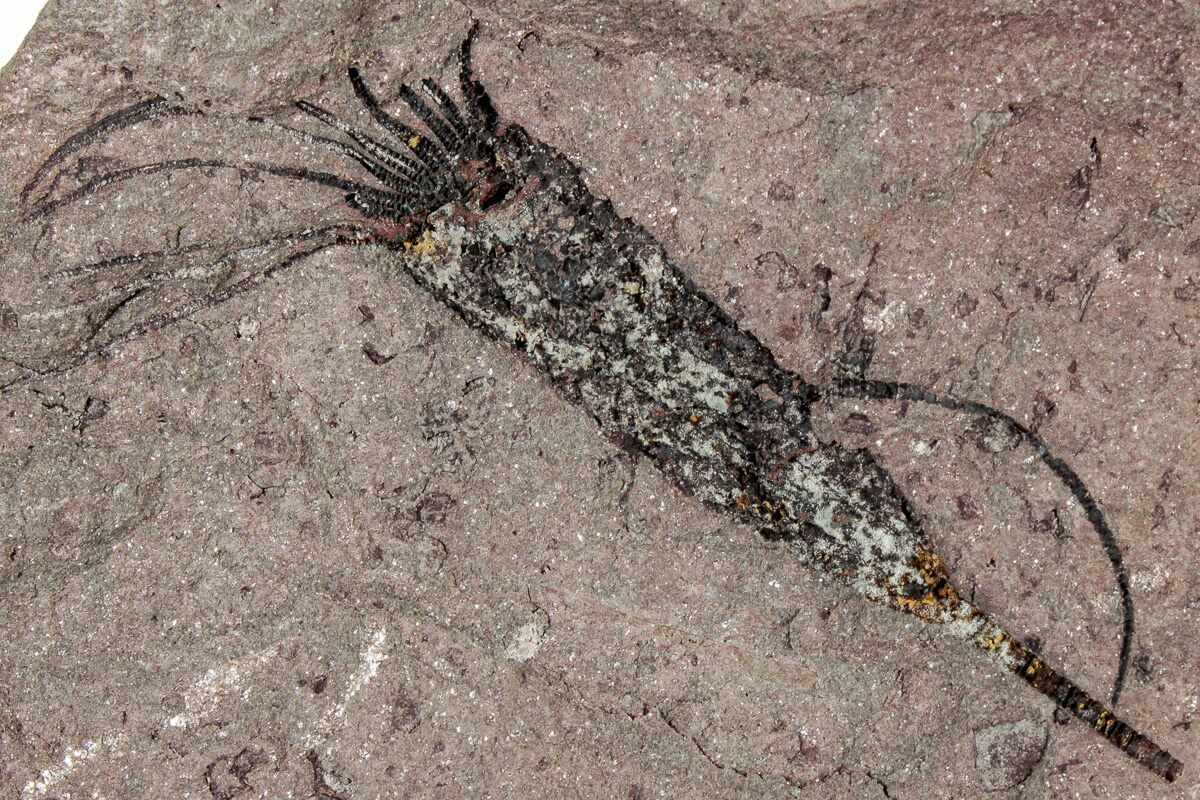 9.6" Ordovician Echinoderm Plate (Eocrinoids & Brittle Star) - Morocco ...