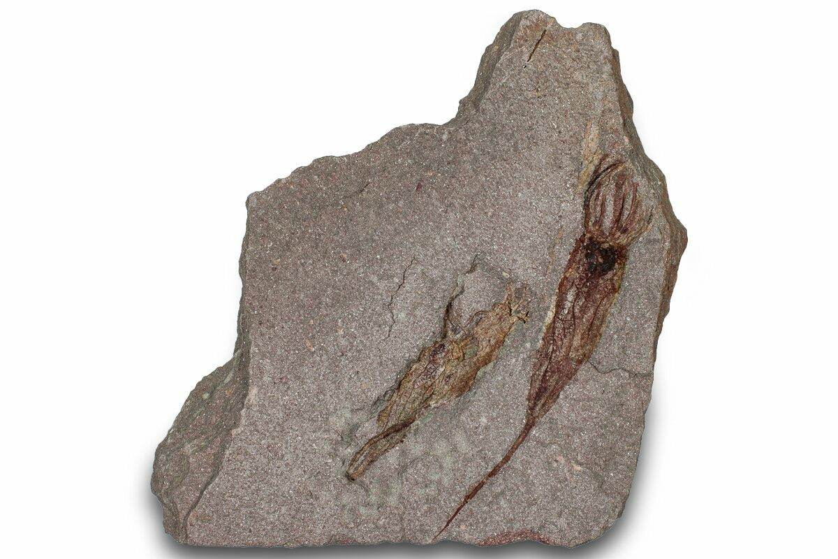 5.6" Eocrinoid (Ascocystites) Mortality Plate - Ordovician (#305131 ...